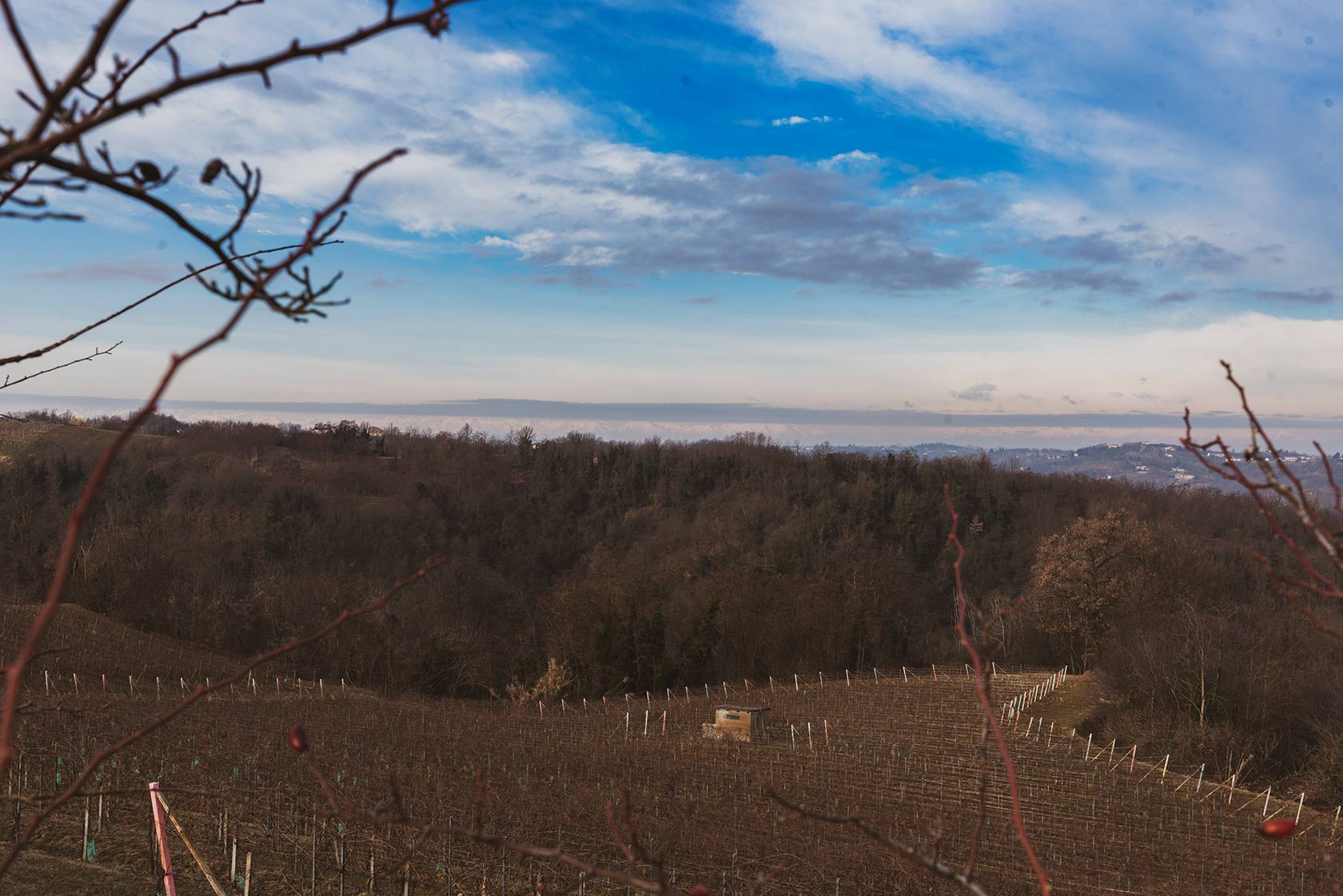 Vigne Vecchie • Vinchio Vaglio