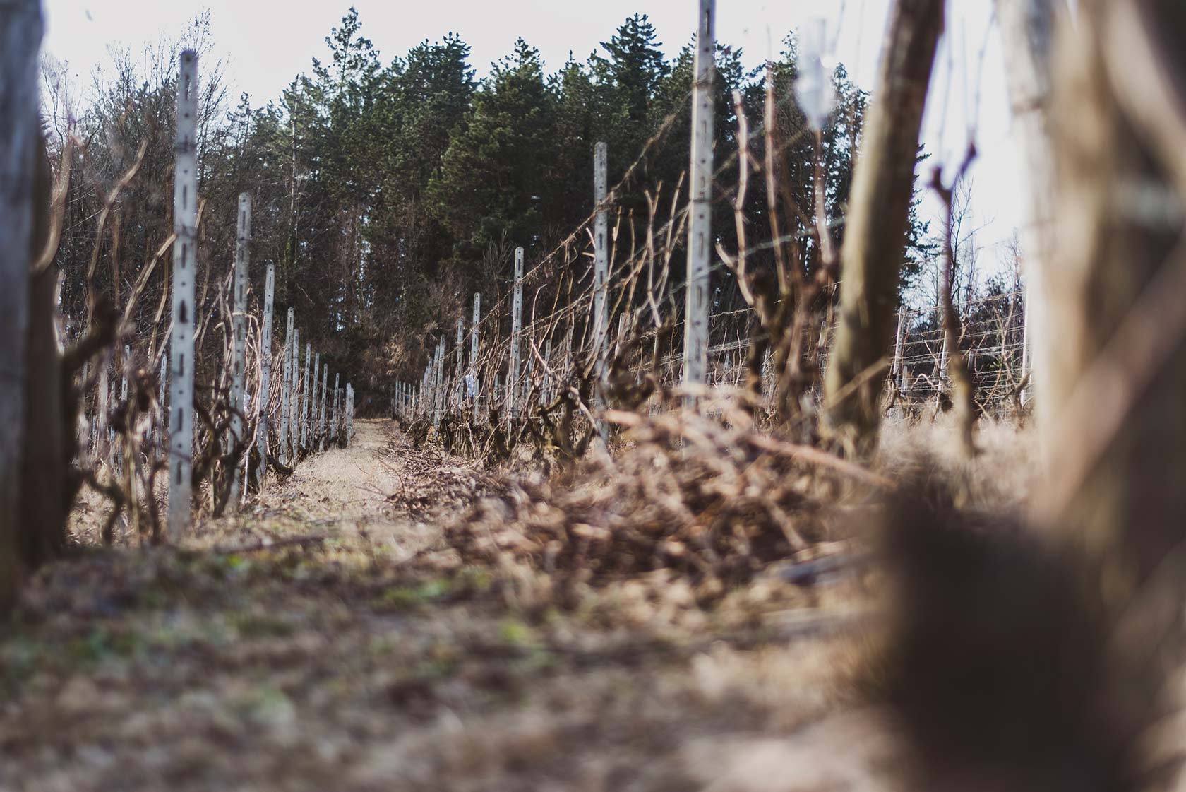 Vigne Vecchie • Vinchio Vaglio