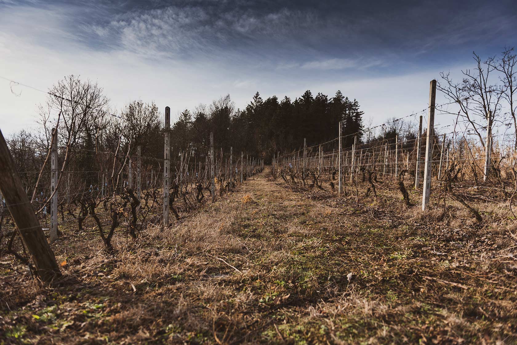 Vigne Vecchie • Vinchio Vaglio