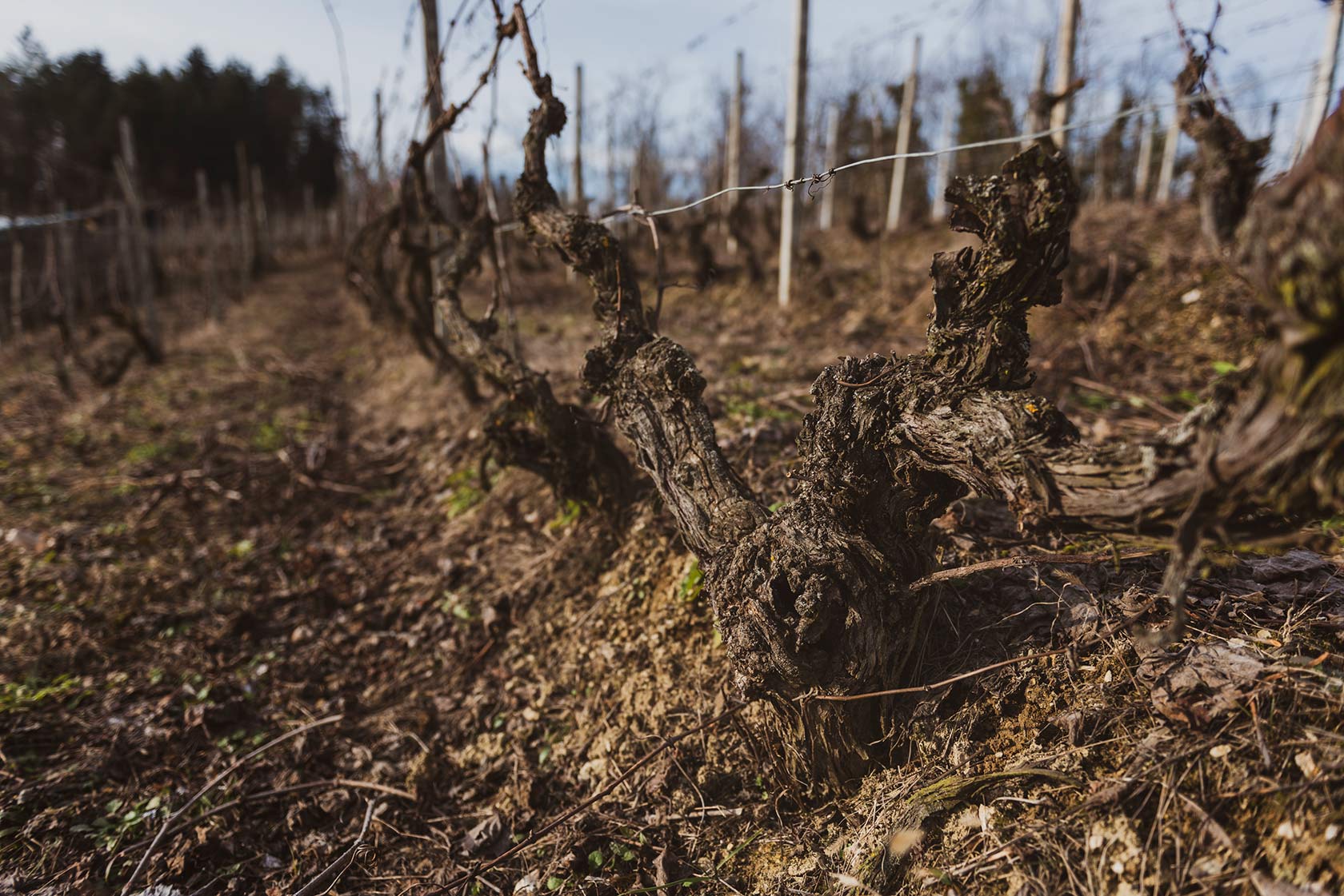 Vigne Vecchie • Vinchio Vaglio