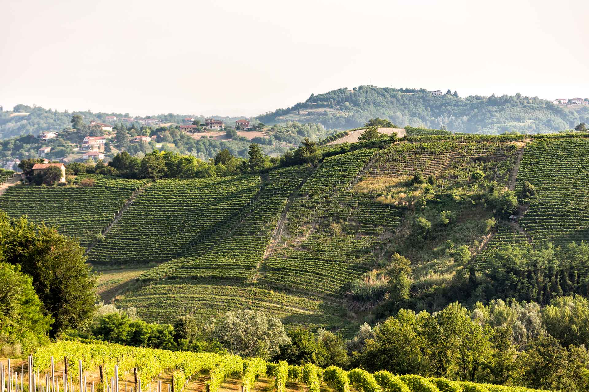 The future of wine stands on solid roots • Vinchio Vaglio