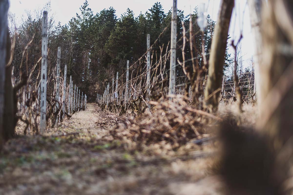 Vigna vecchia… fa buon vino! • Vinchio Vaglio