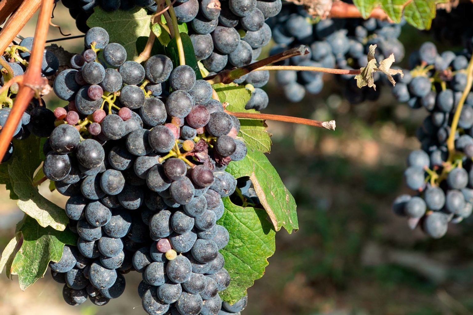 Vinchio Vaglio: il nido della Barbera