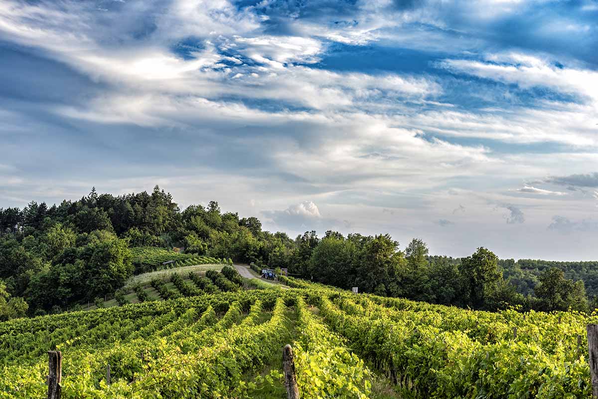 Monferrato: un territorio inebriante! • Vinchio Vaglio