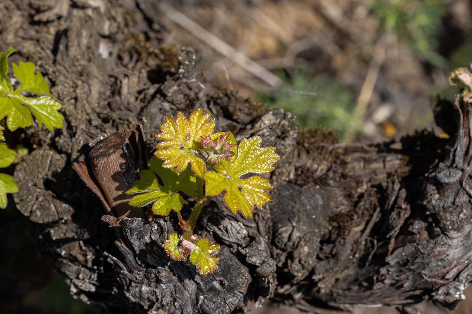 Vinchio Vaglio: il nido della Barbera