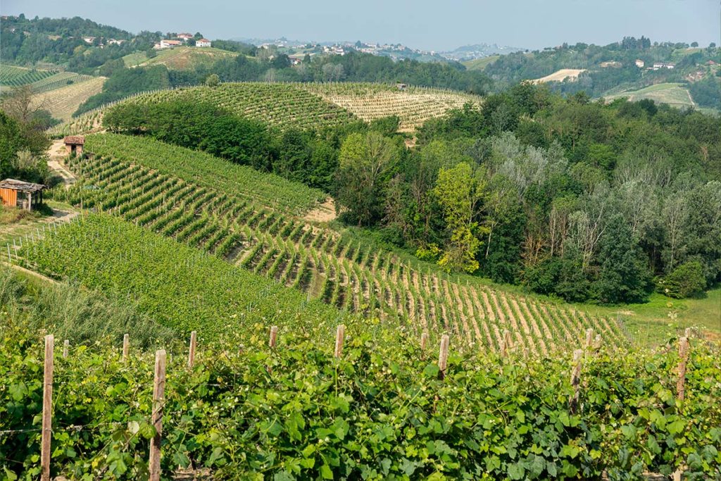 La Rivoluzione della Barbera: il “vitigno POP” del Piemonte • Vinchio ...