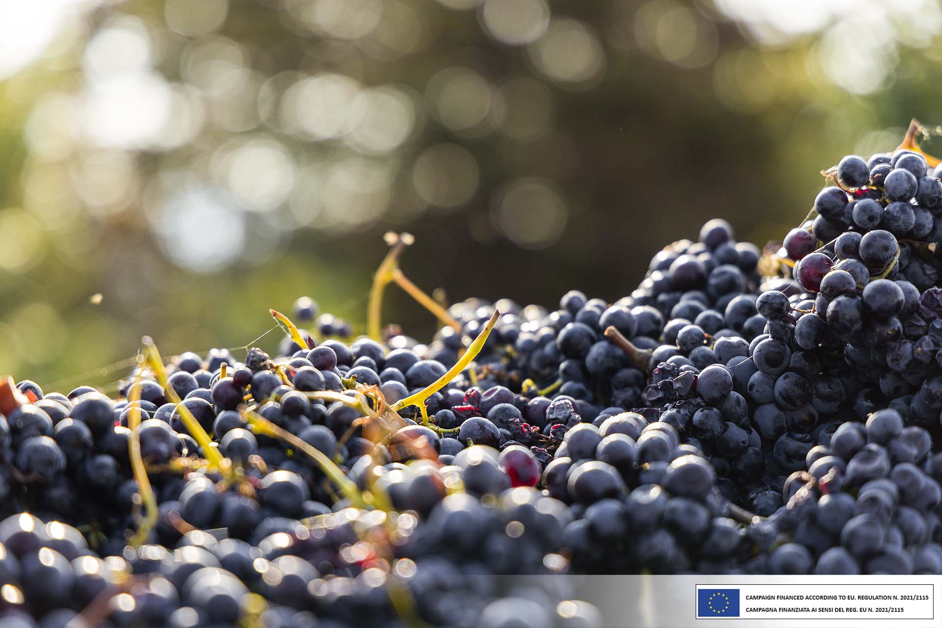 2023 Harvest report: the dawn of new viticulture • Vinchio Vaglio