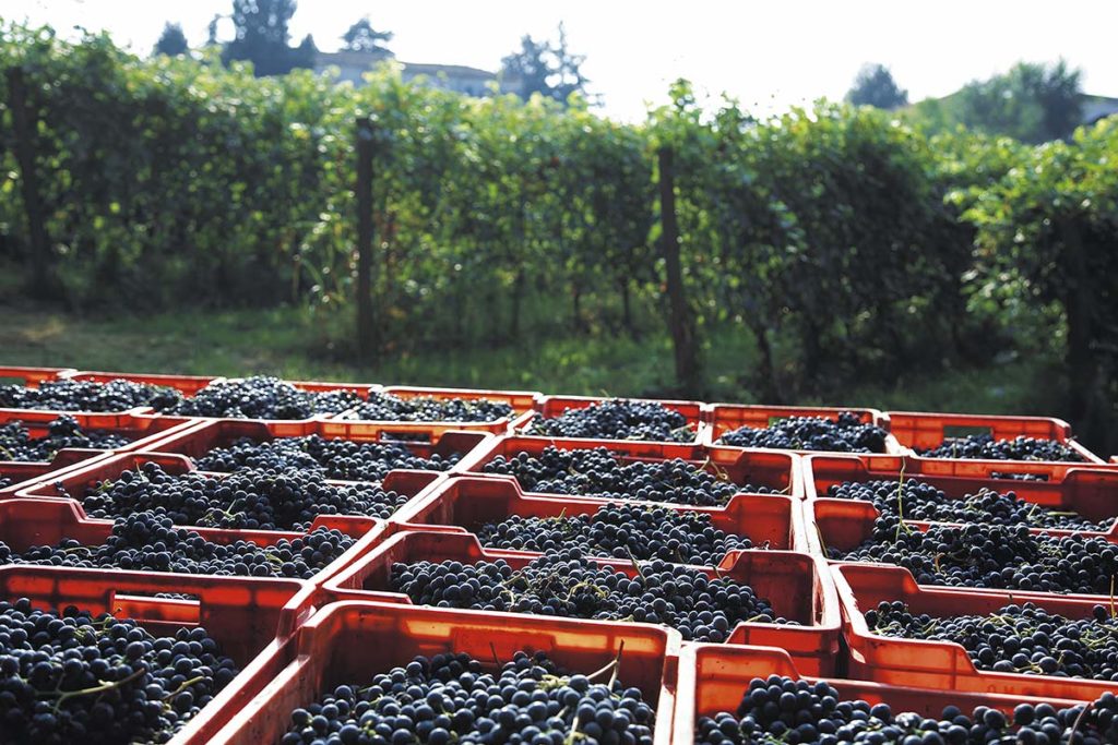 From the vineyard to the glass: how the best Barbera wines are born ...